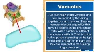 Animal and Plant Cell.pptx