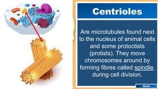 Animal and Plant Cell.pptx