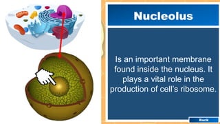 Animal and Plant Cell.pptx