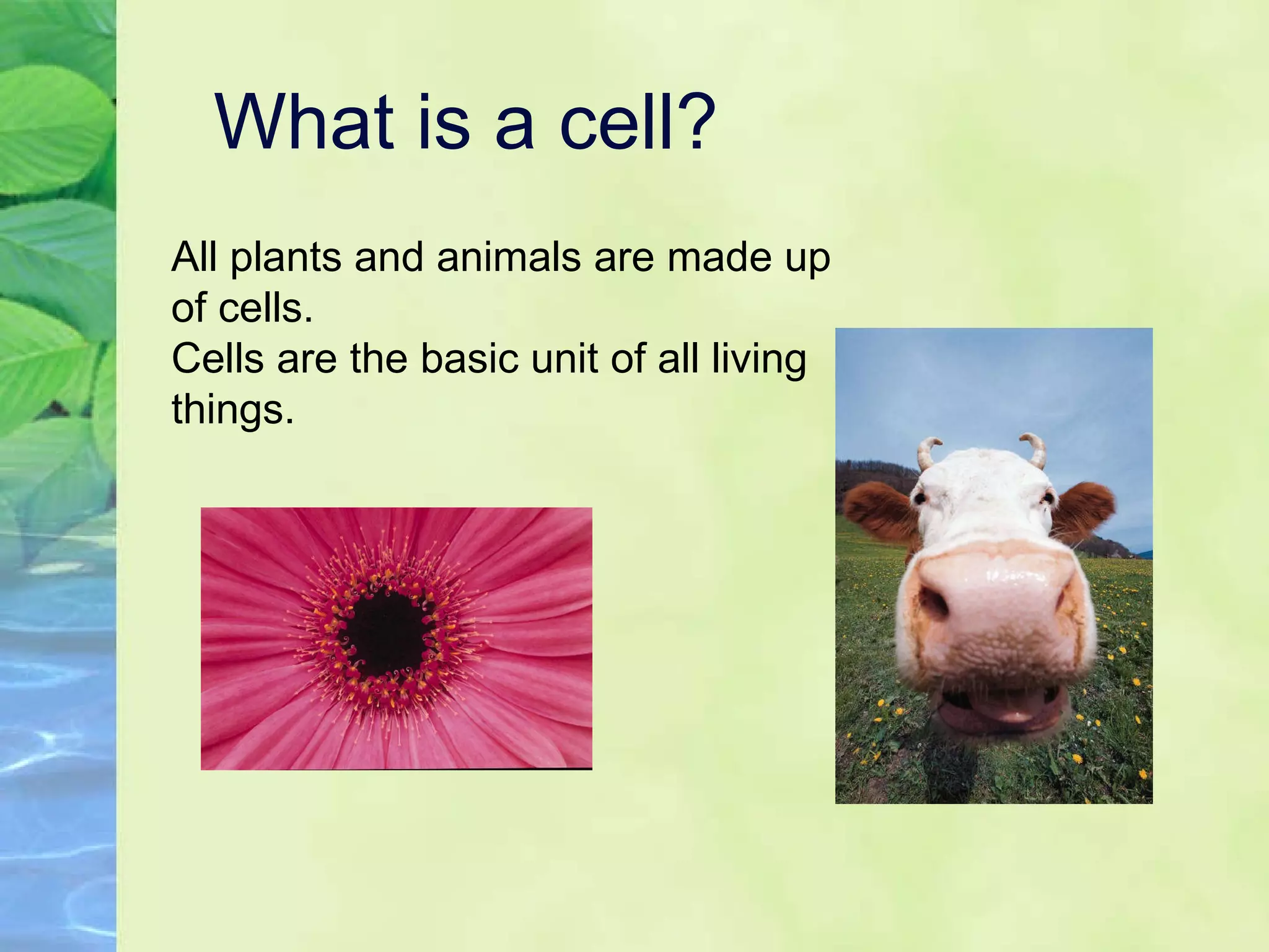 Animalandplantcells 110913101915-phpapp02 | PPT
