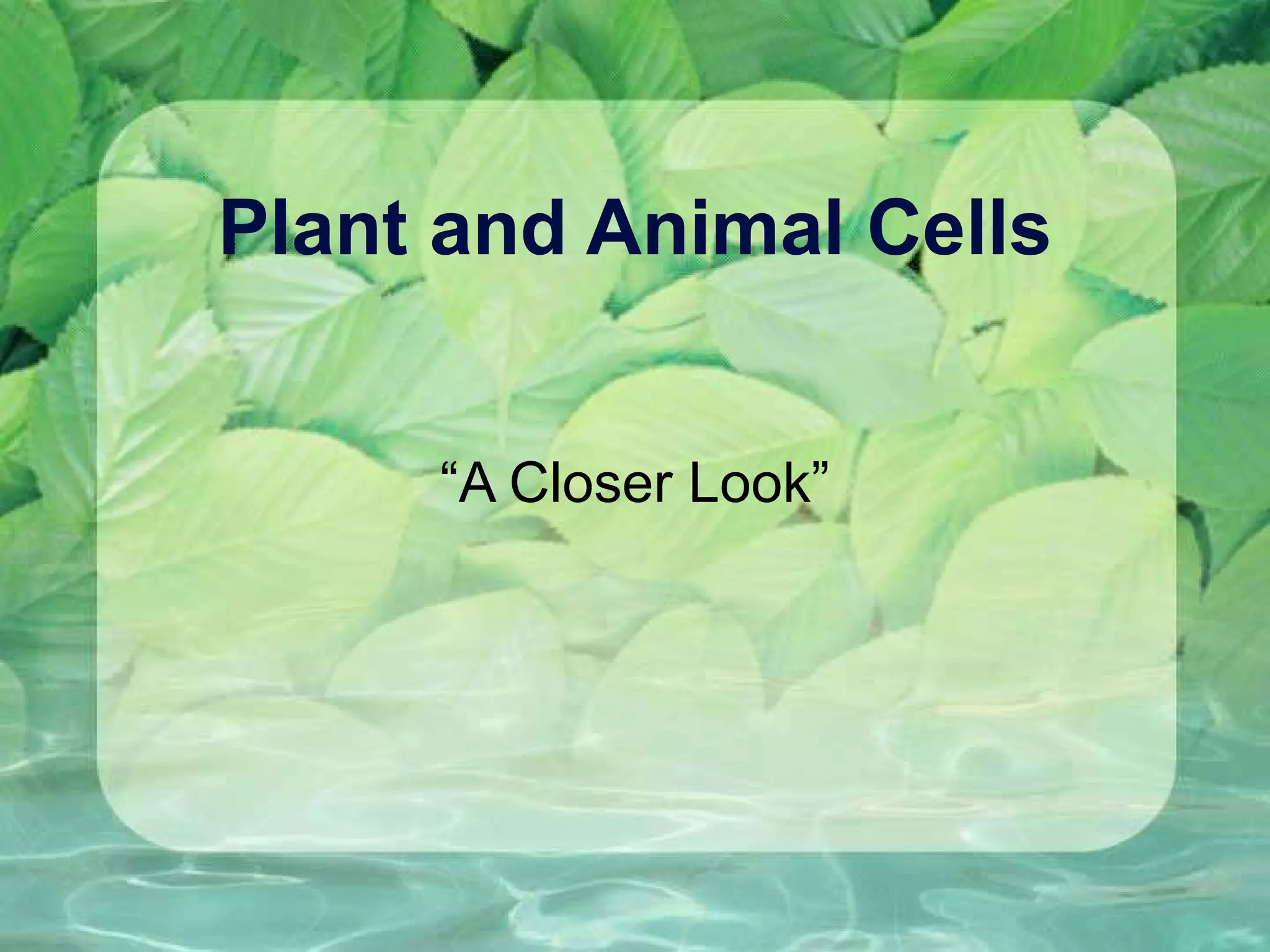 Animal and Plant Cells | PPT