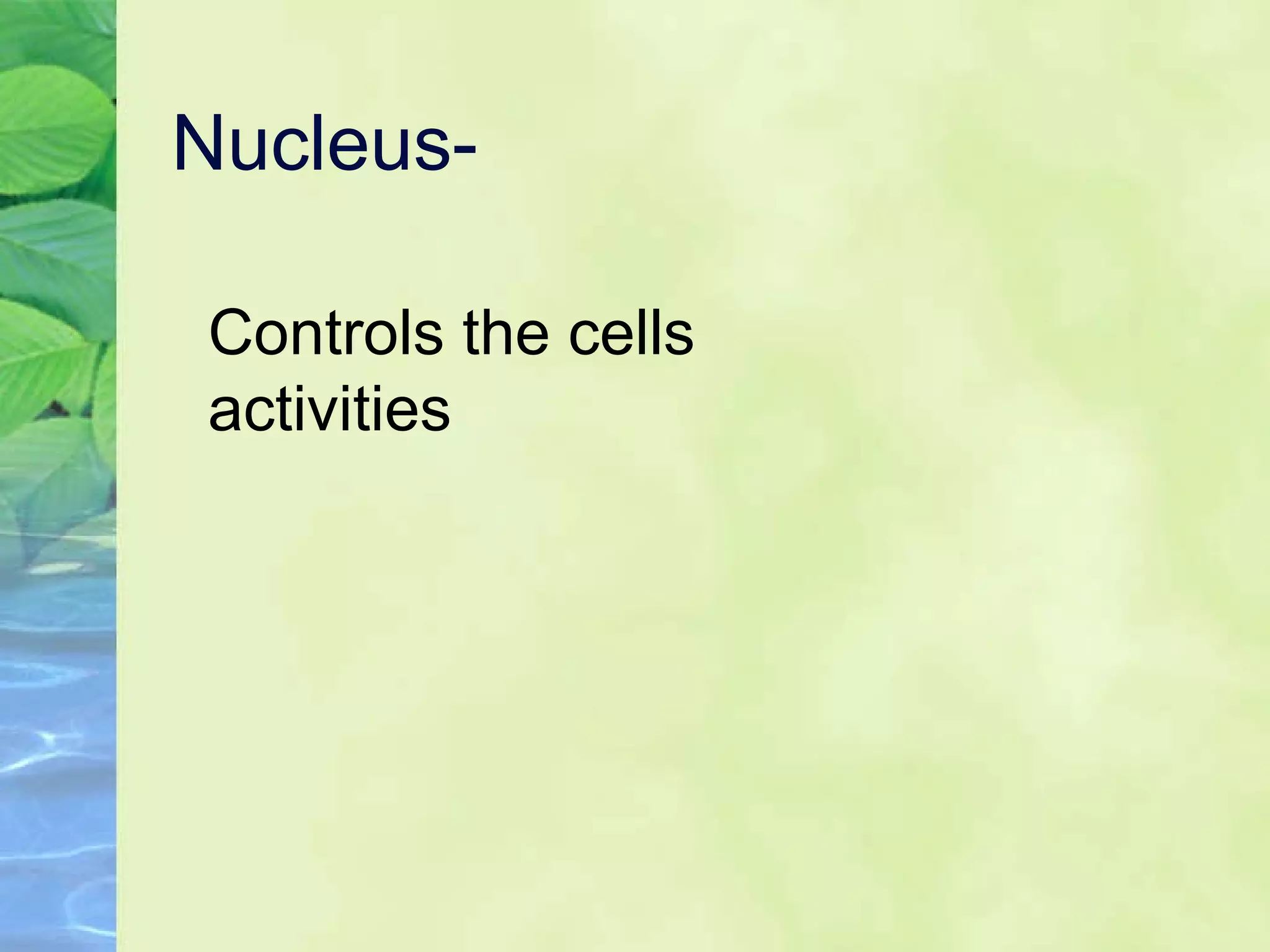 Animal and Plant Cells | PPT