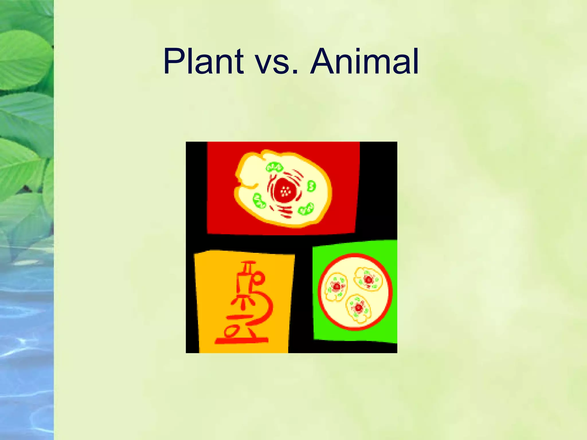 Animal and Plant Cells | PPT