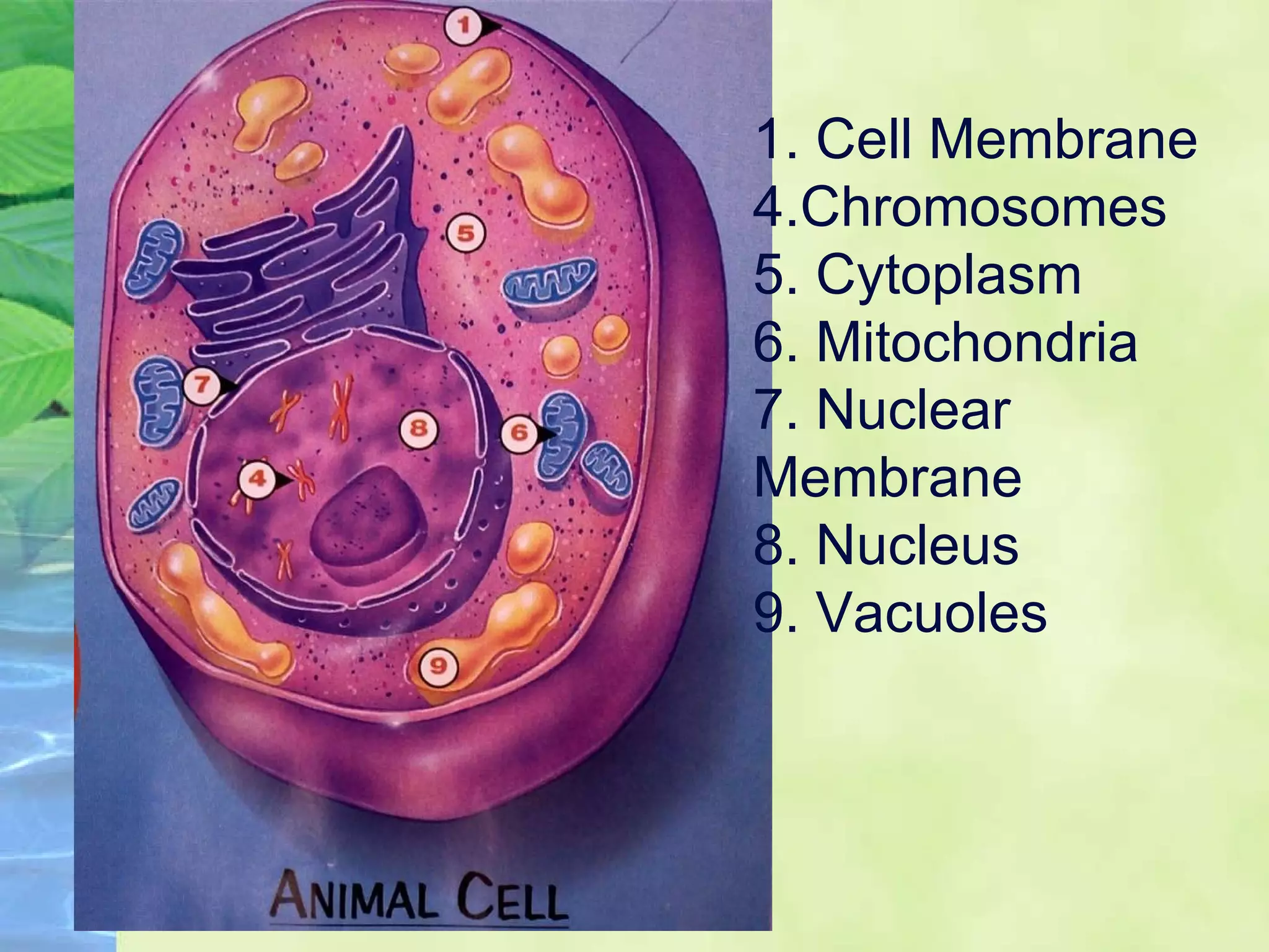 Animal and Plant Cells | PPT