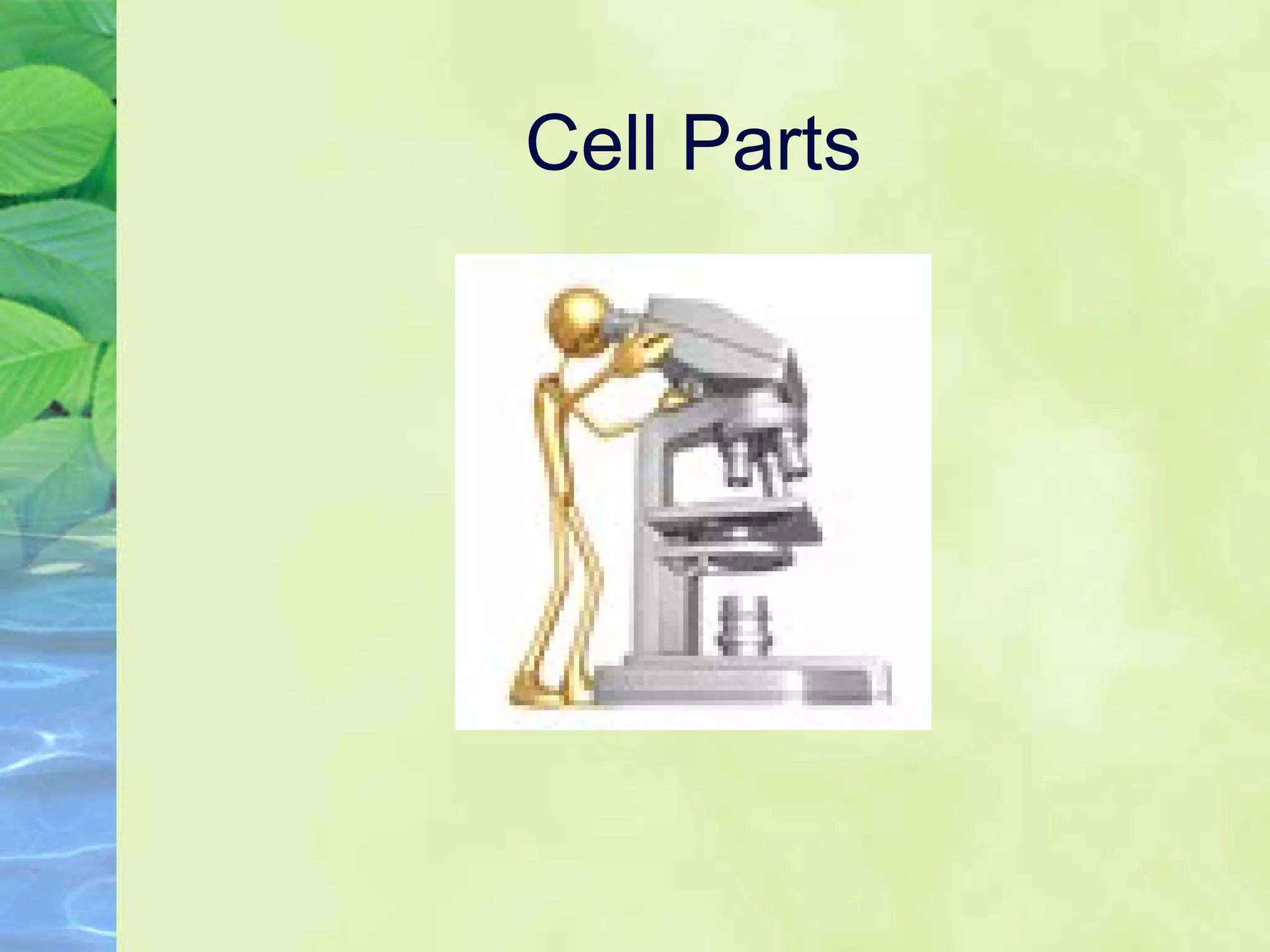 Animal and Plant Cells | PPT