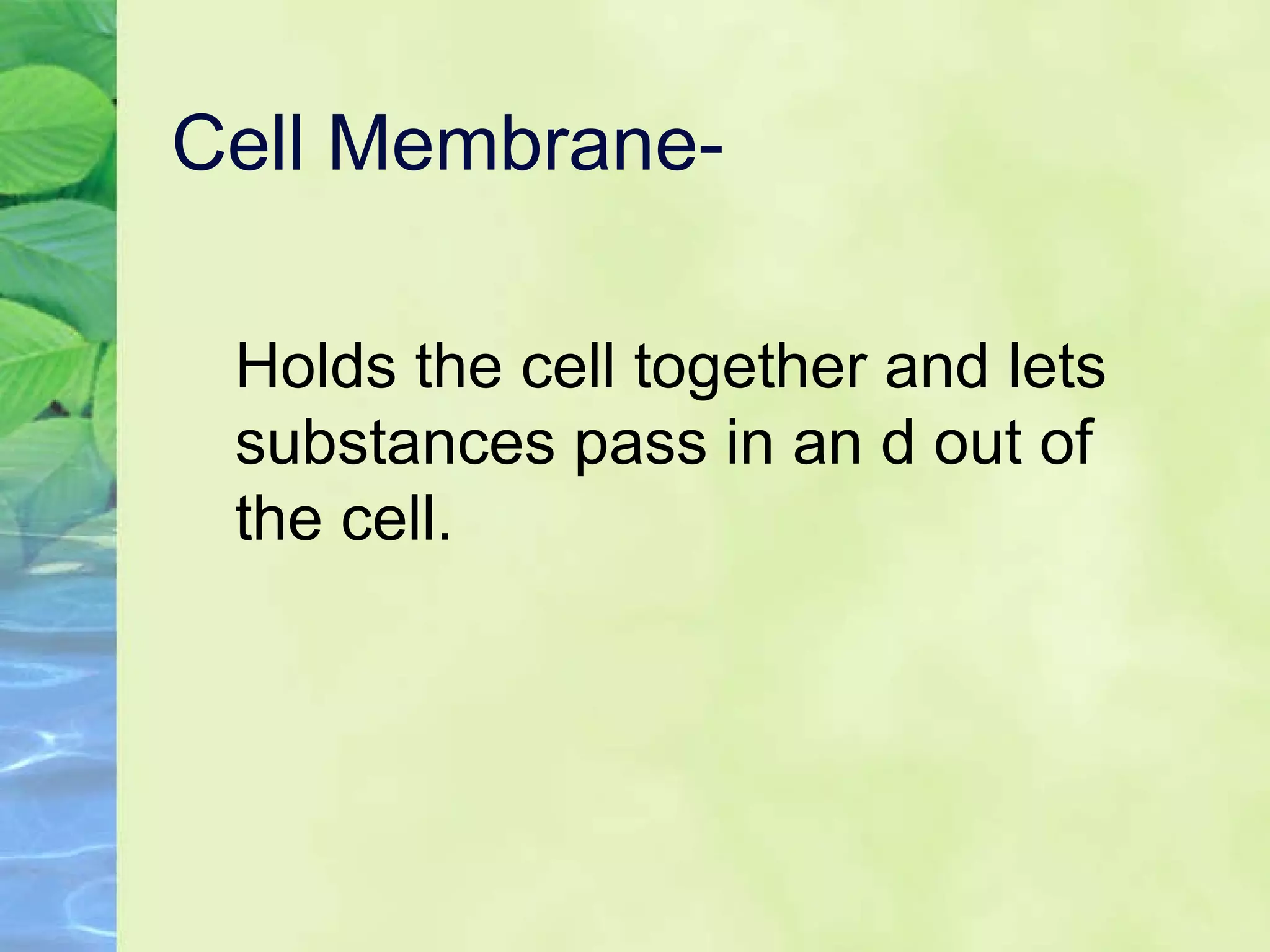 Animal and Plant Cells | PPT