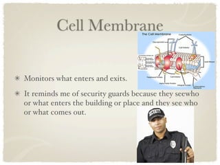 Animal and plant cells 7nr | KEY | Biological Sciences | Science