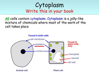 Animal and plant cells | PPT