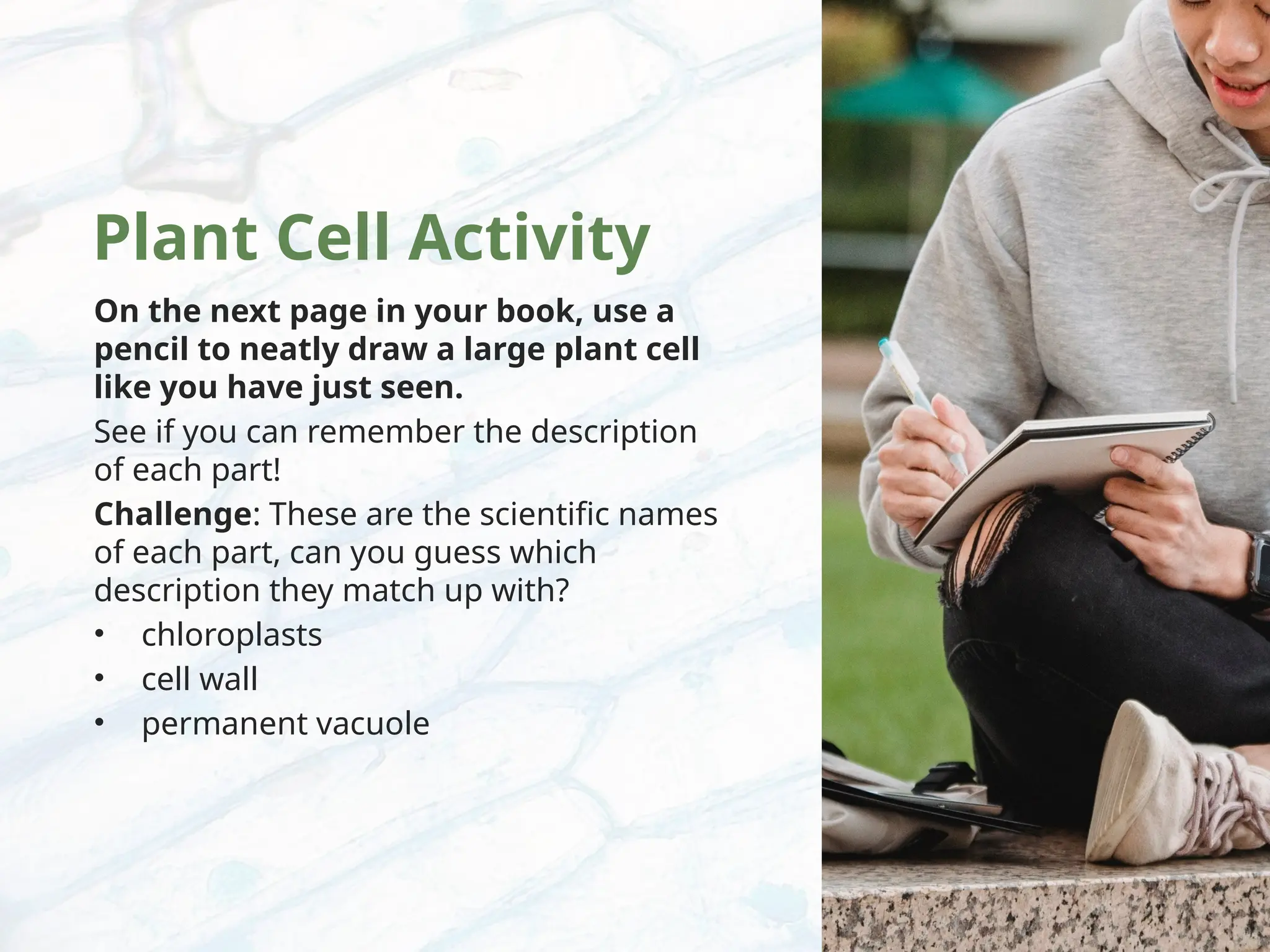 animal and plant cells biology year 7.pptx