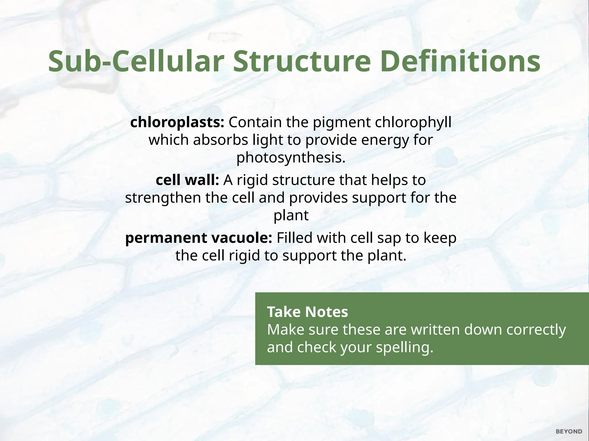 animal and plant cells biology year 7.pptx