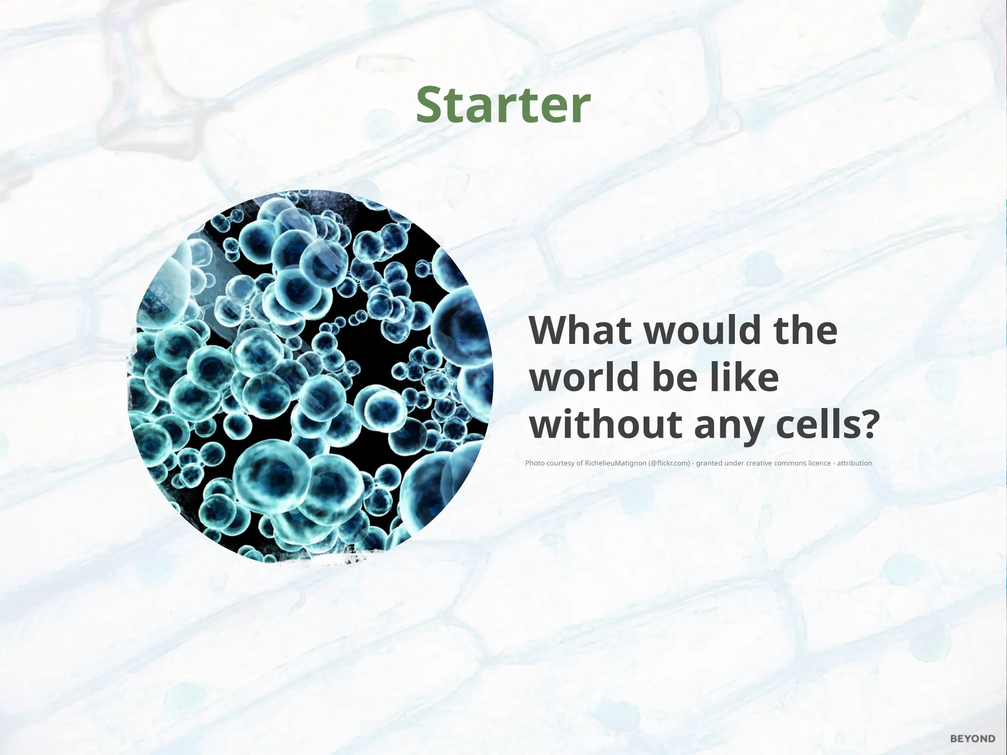 animal and plant cells biology year 7.pptx