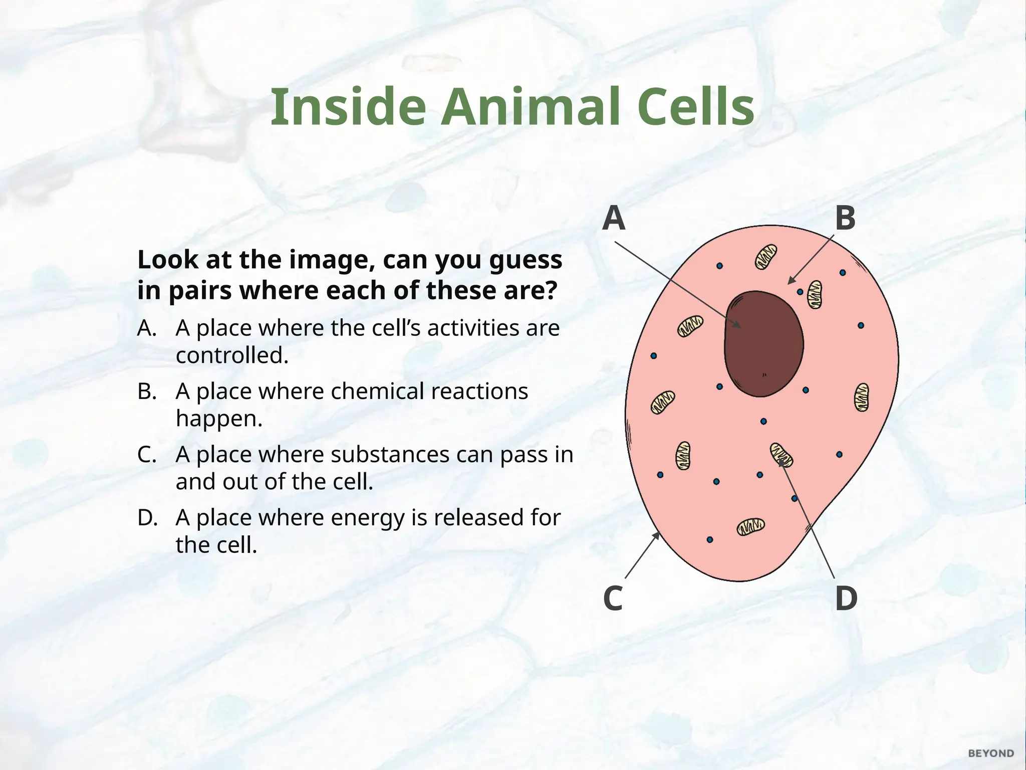 animal and plant cells biology year 7.pptx