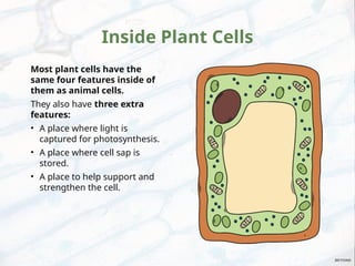 animal and plant cells biology year 7.pptx