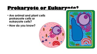 cell and molecular biology: Animal and Plant cells | PPT