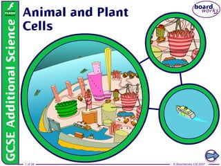 Animal and Plant Cells v1.0.ppt animal and plant cell | PPT