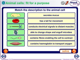 Animal and Plant Cells v1.0.ppt animal and plant cell | PPT