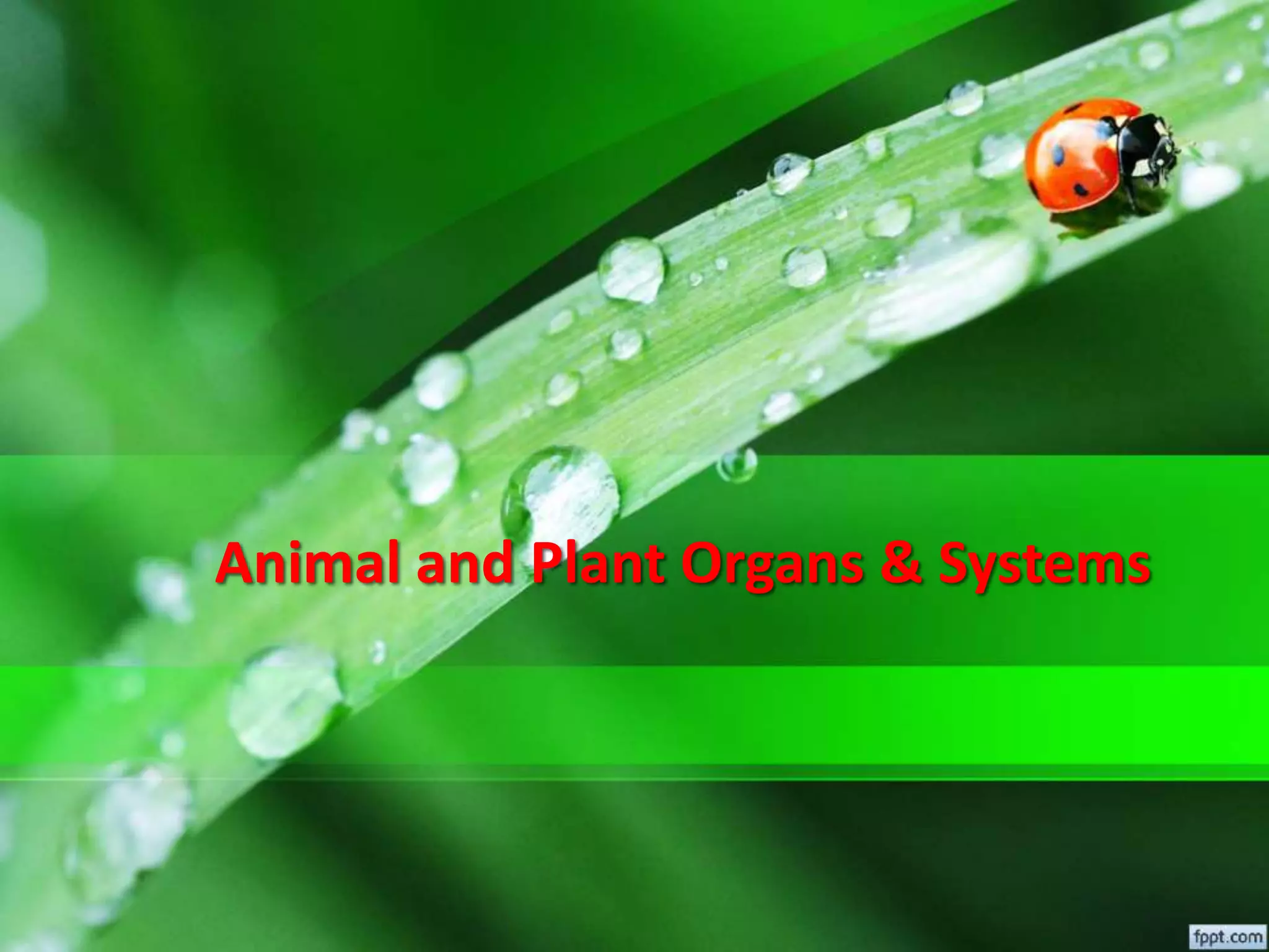 Animal and plant organs & systems | PPTX