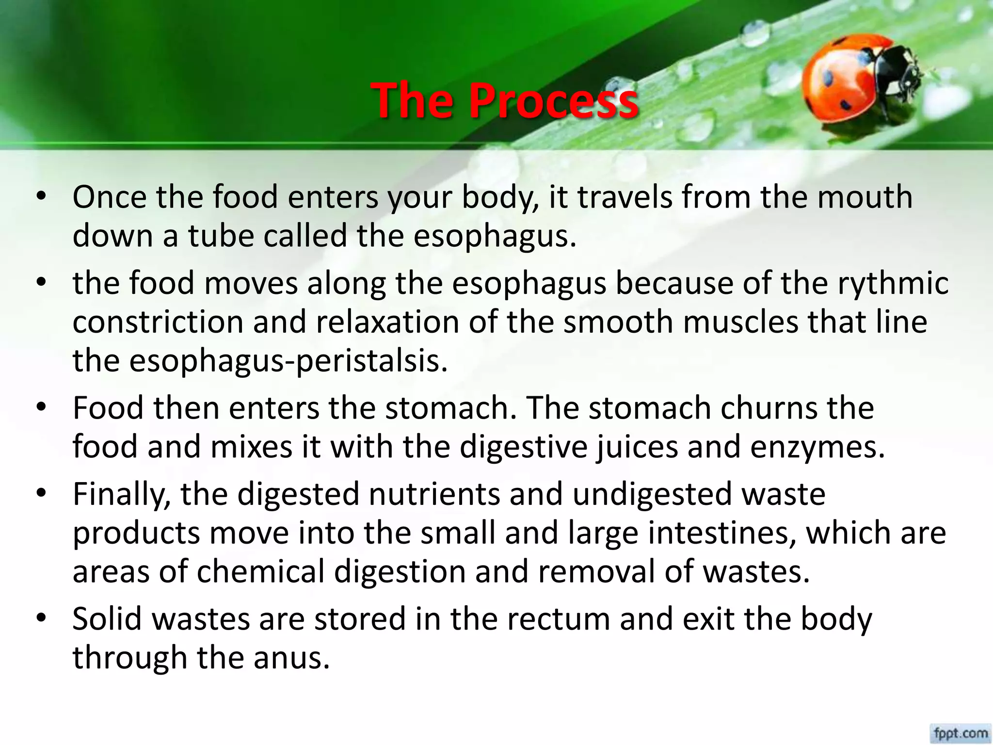 Animal and plant organs & systems | PPTX