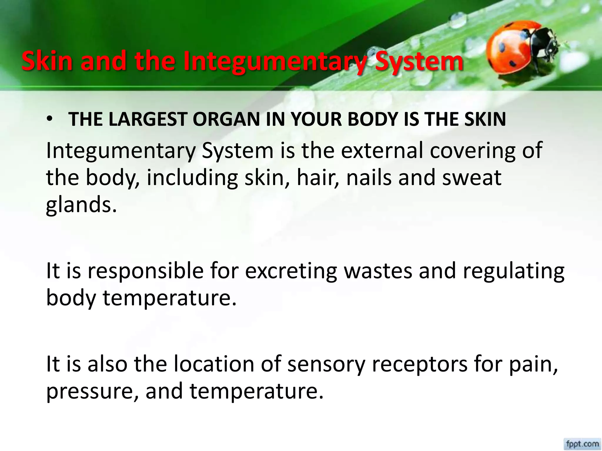 Animal and plant organs & systems | PPTX