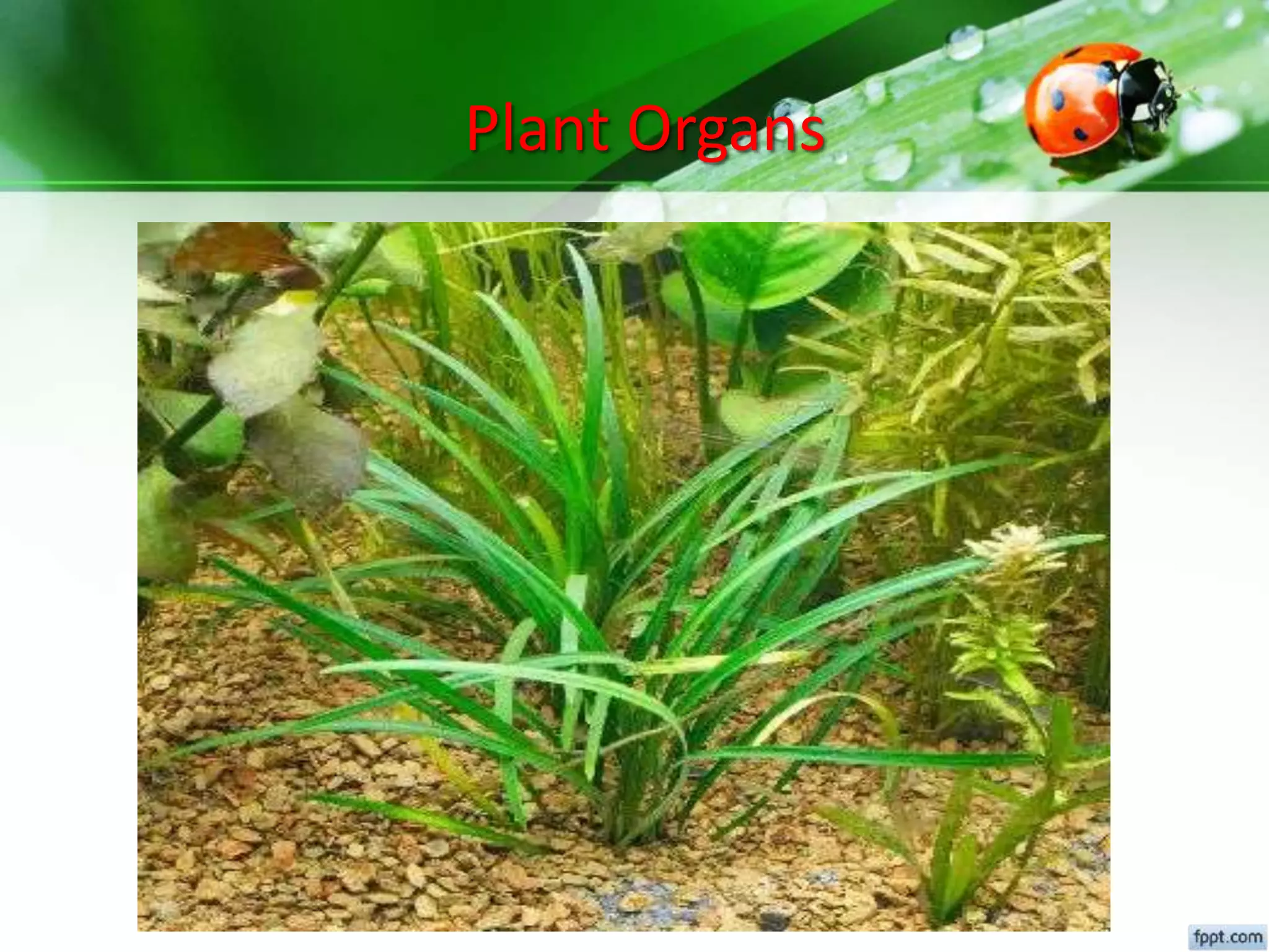 Animal and plant organs & systems | PPTX