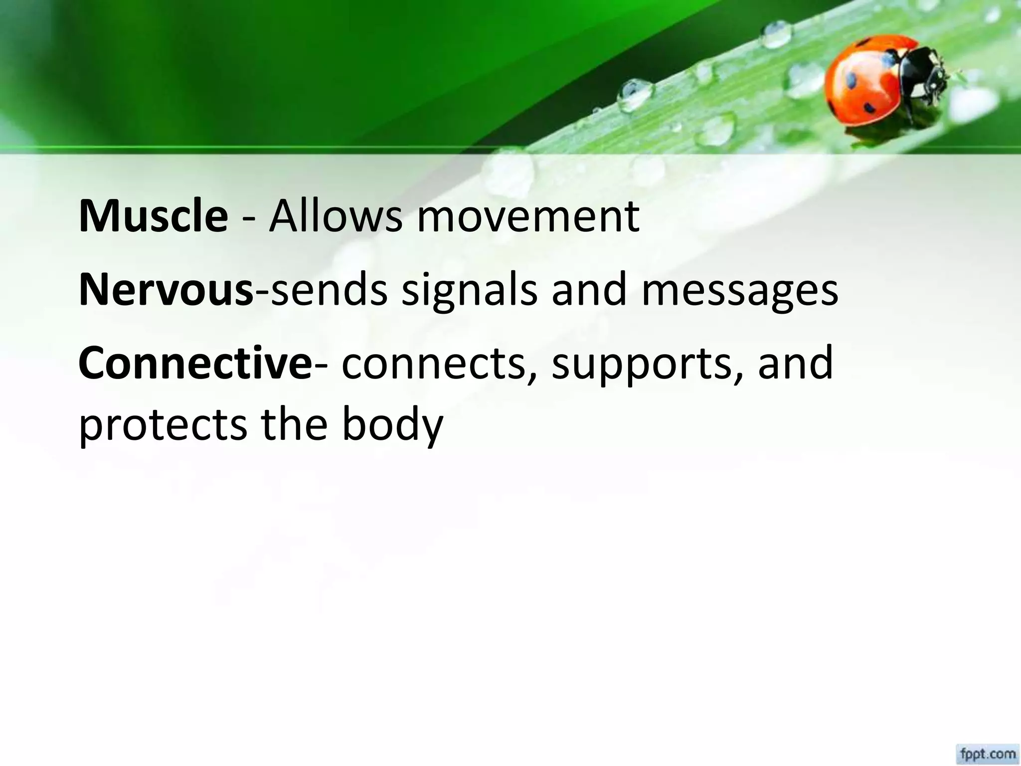 Animal and plant organs & systems | PPTX