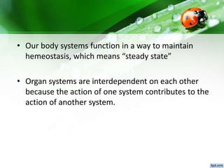 Animal and plant organs & systems | PPTX