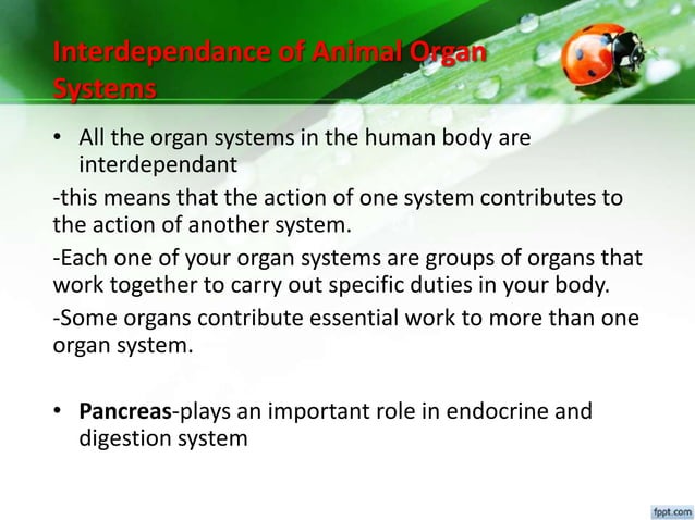 Animal and plant organs & systems | PPTX | Lung and Respiratory Health ...