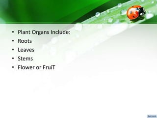 Animal and plant organs & systems | PPTX