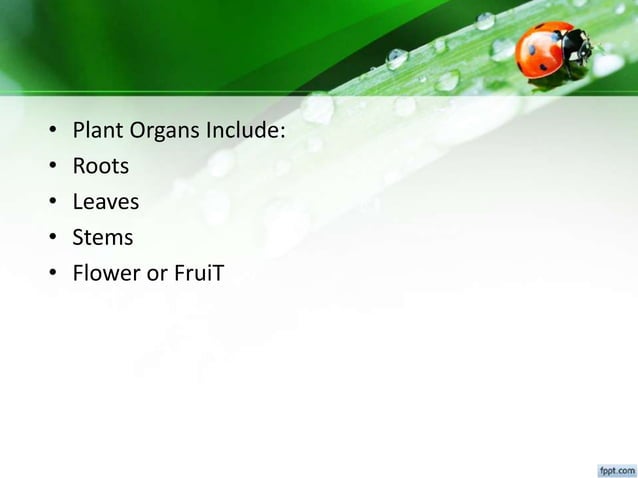 Animal and plant organs & systems | PPTX | Lung and Respiratory Health ...