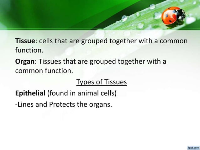 Animal and plant organs & systems | PPTX | Lung and Respiratory Health ...