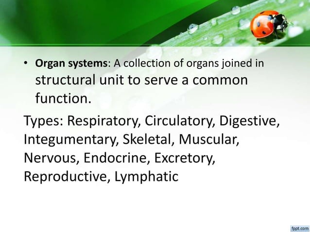 Animal and plant organs & systems | PPTX | Lung and Respiratory Health ...