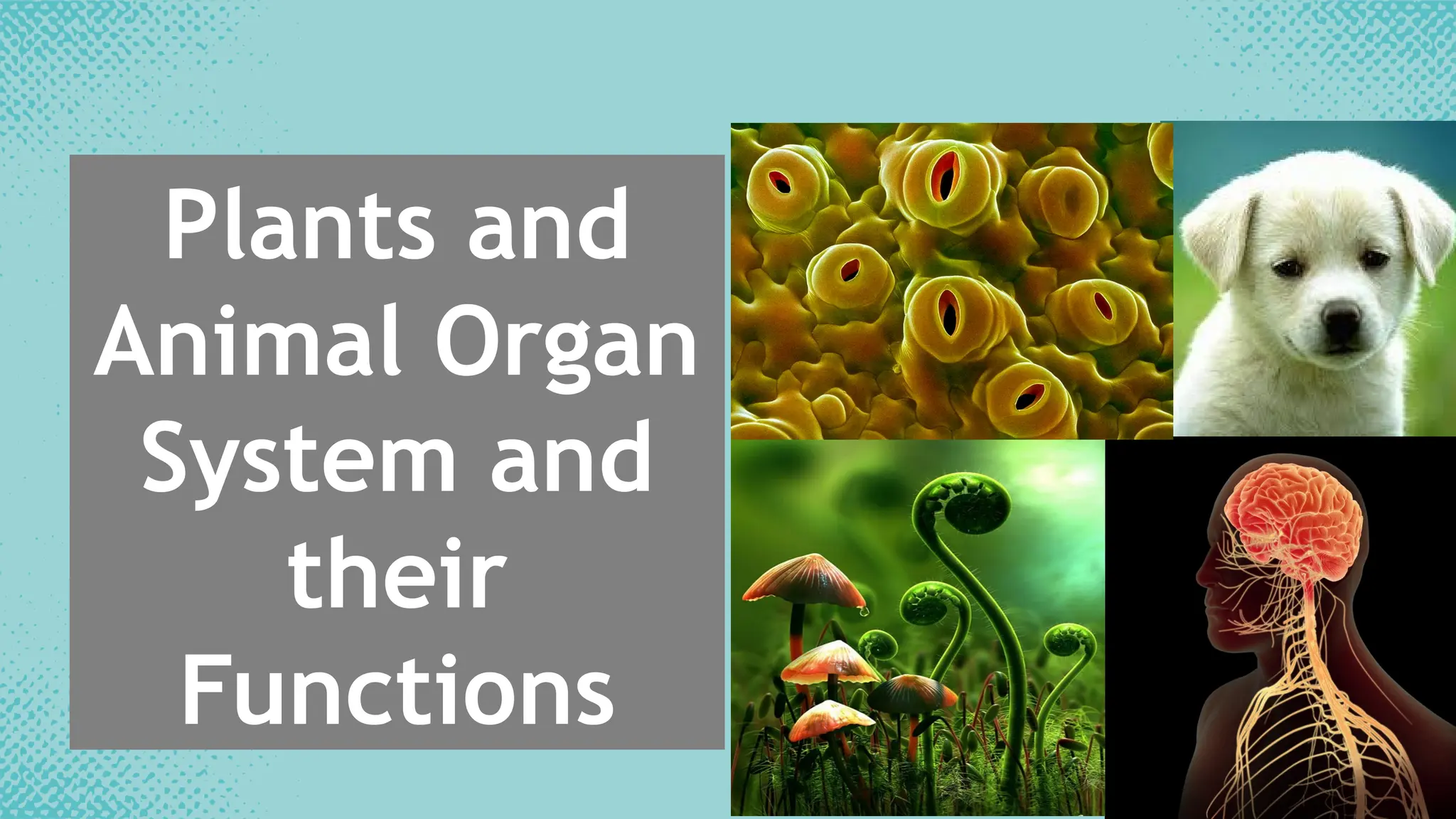 animal and plant organ systems and their funtion_L1.pptx