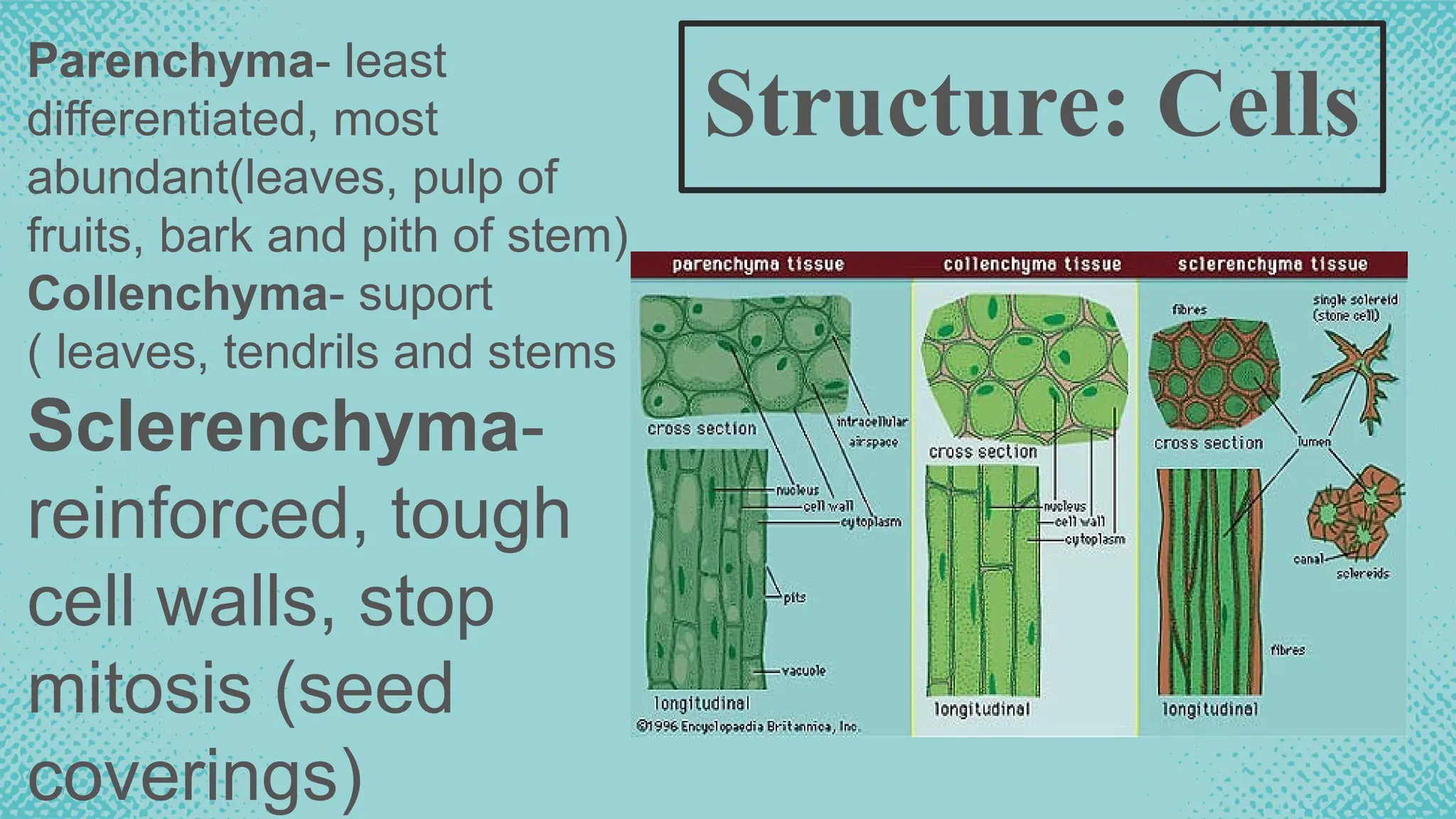 animal and plant organ systems and their funtion_L1.pptx