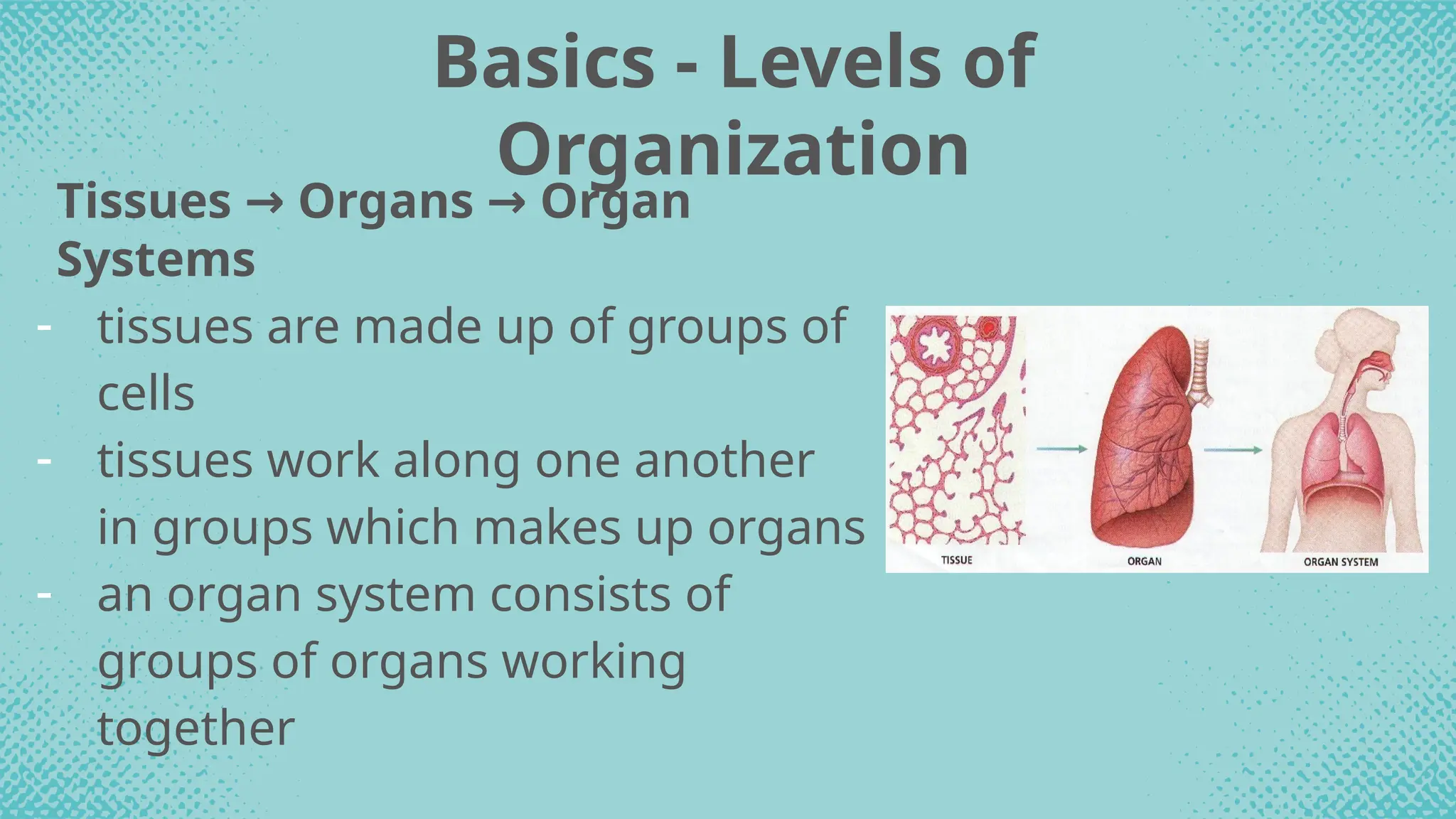animal and plant organ systems and their funtion_L1.pptx