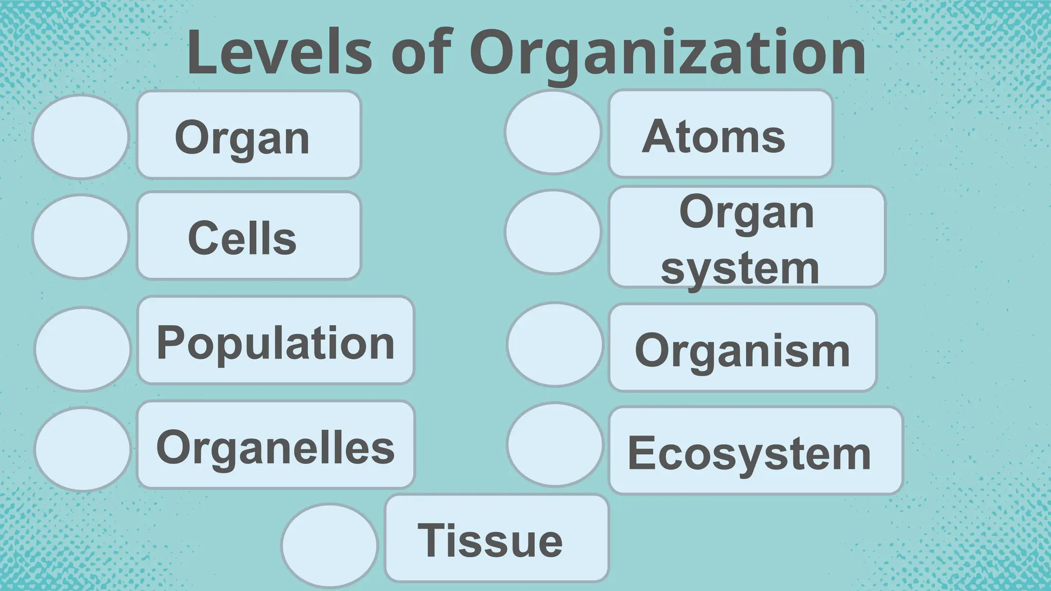 animal and plant organ systems and their funtion_L1.pptx
