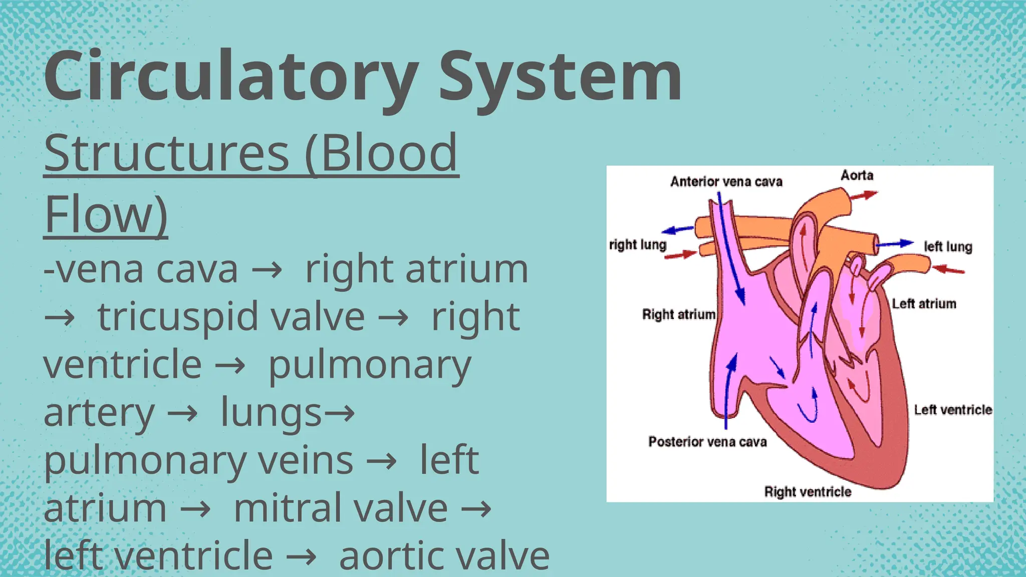animal and plant organ systems and their funtion_L1.pptx