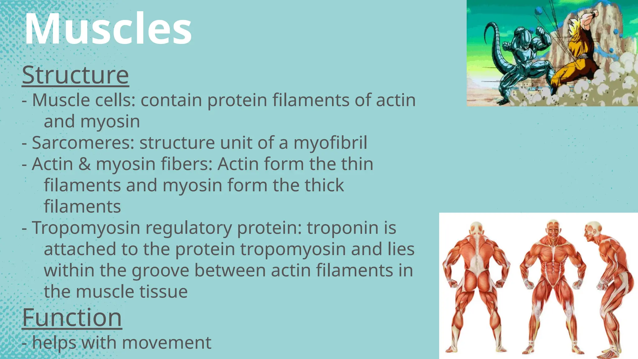 animal and plant organ systems and their funtion_L1.pptx