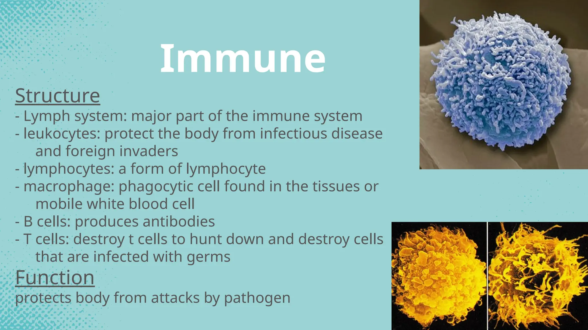animal and plant organ systems and their funtion_L1.pptx