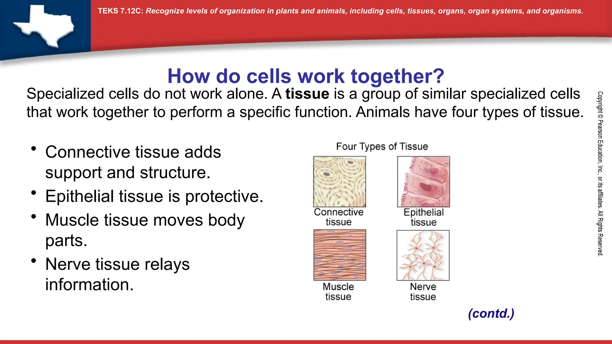 animal and plant organ systems and their funtion_L1.pptx