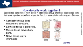 animal and plant organ systems and their funtion_L1.pptx