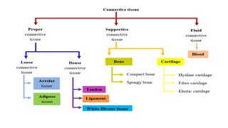 Animal and Plant Tissues.pptx