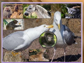 animal behavior .pdf