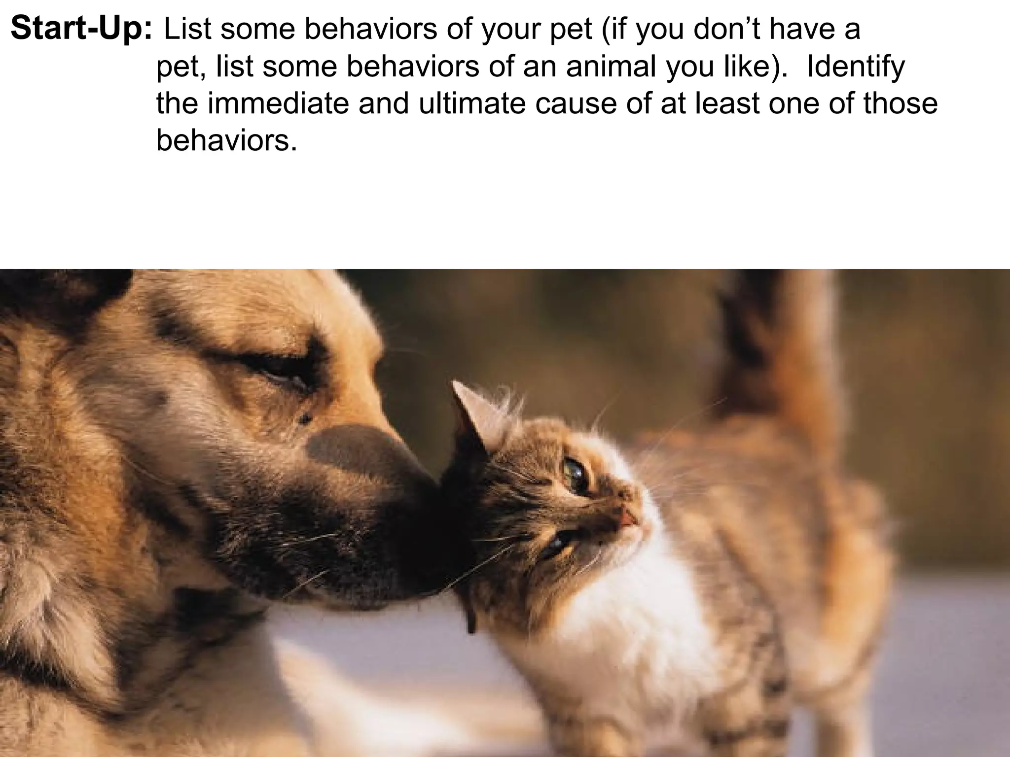 Animal Behavior | PPT