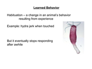 Animal Behavior | PPT | Veterinary Medicine | Pets