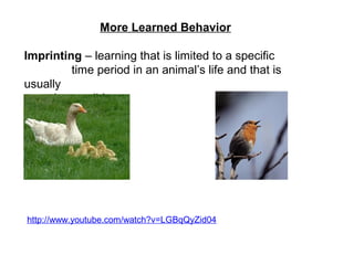 Animal Behavior | PPT