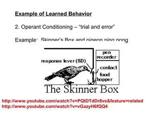 Animal Behavior | PPT | Veterinary Medicine | Pets