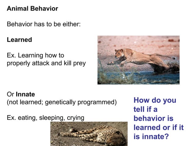 Animal Behavior | PPT | Veterinary Medicine | Pets
