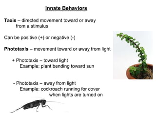Animal Behavior | PPT | Veterinary Medicine | Pets