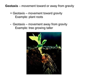 Animal Behavior | PPT | Veterinary Medicine | Pets