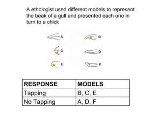 Animal Behavior | PPT | Veterinary Medicine | Pets